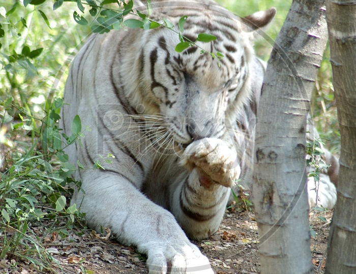 Image of A White Tiger sniffing its leg-UL792952-Picxy