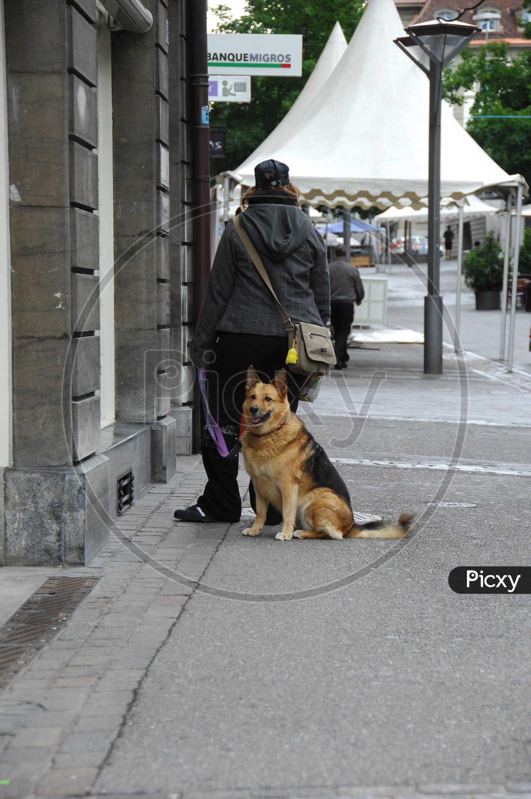 Image of An Alsheshan pet dog with its owner-IT292385-Picxy