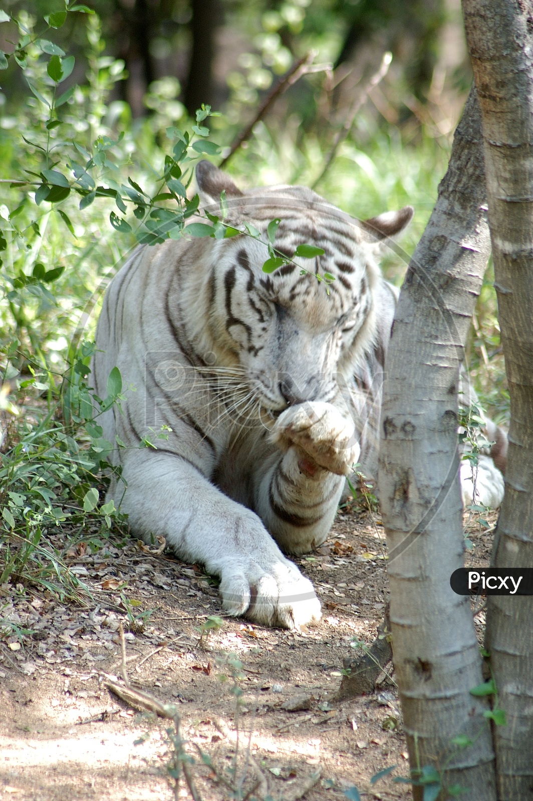 Image of A White Tiger sniffing its leg-UL792952-Picxy