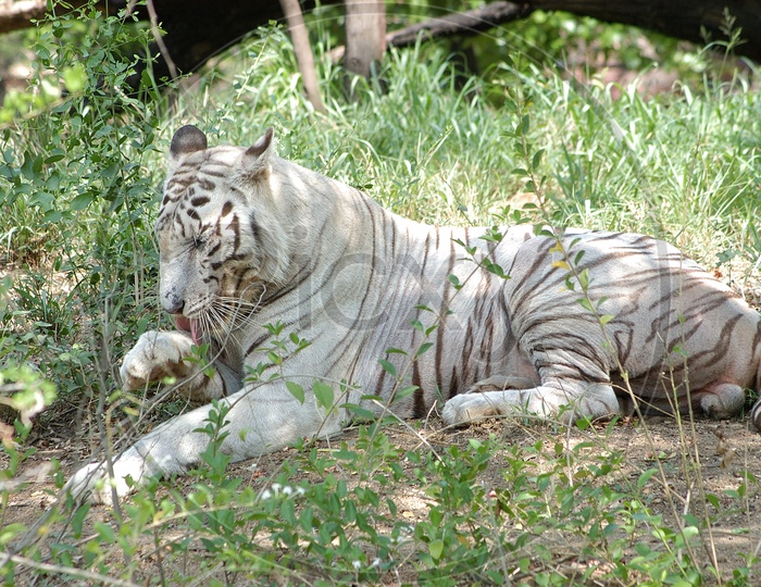 Image of A White Tiger sniffing its leg-UL792952-Picxy