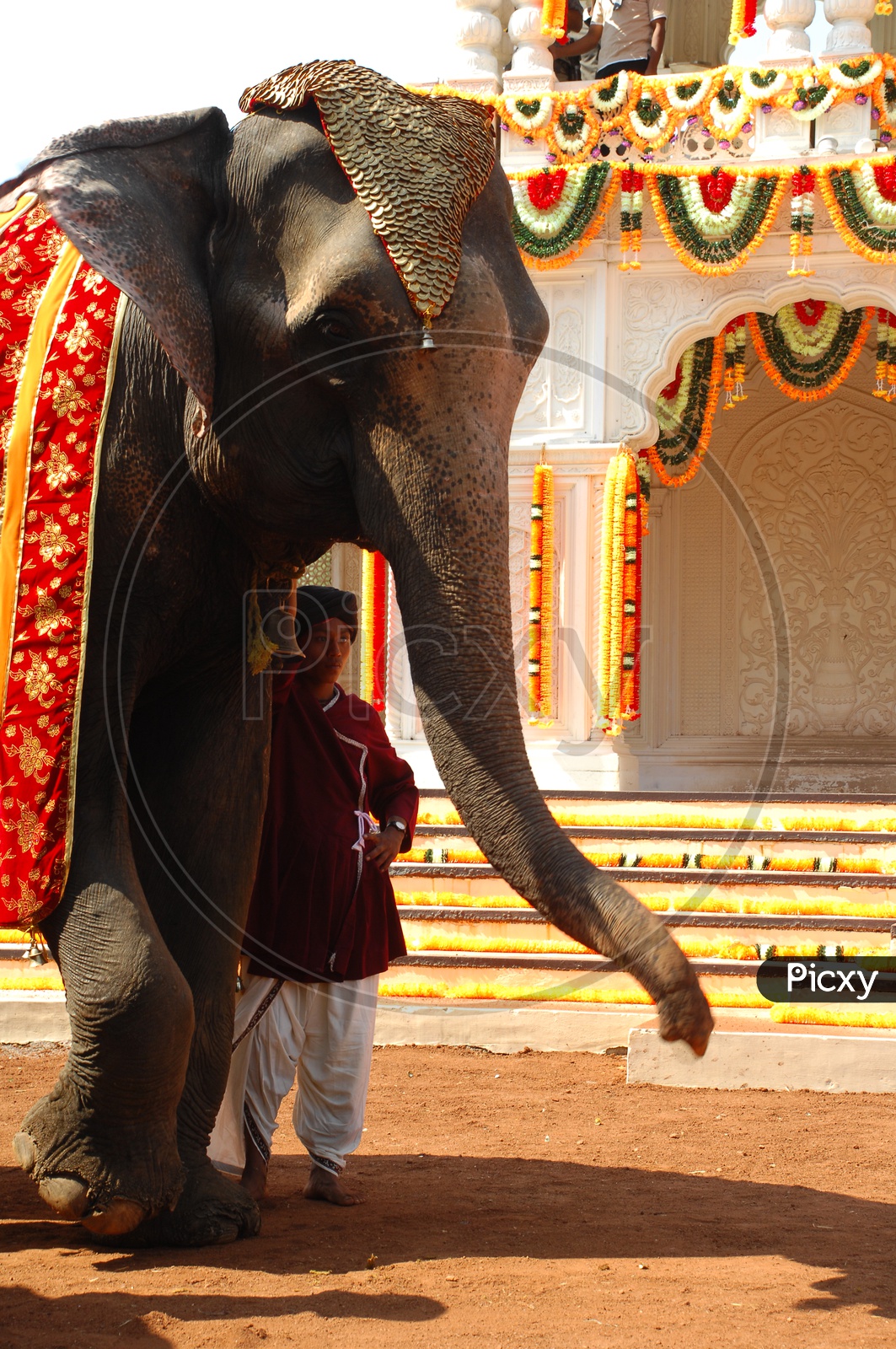Image of A Mahout alongside the elephant-WG265184-Picxy