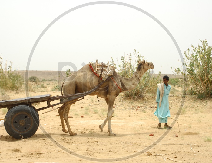 Image of a camel moving with a cart in the desert-CT440855-Picxy