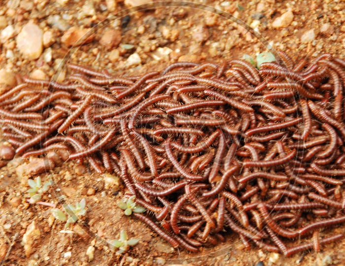 Image of Red Millipede Group-WL417760-Picxy