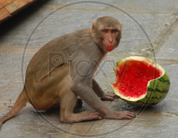 Image of Indian Monkey Eating Watermelon-XU475032-Picxy