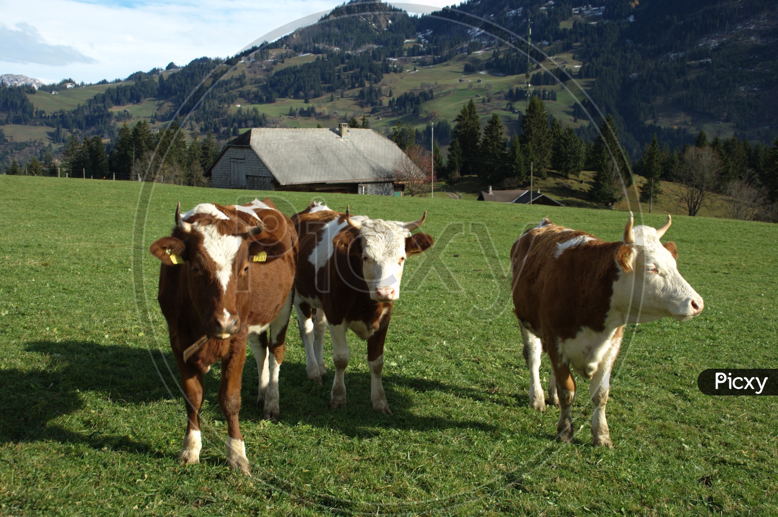 Image of a group of cows in a wide open green fields-QM790280-Picxy