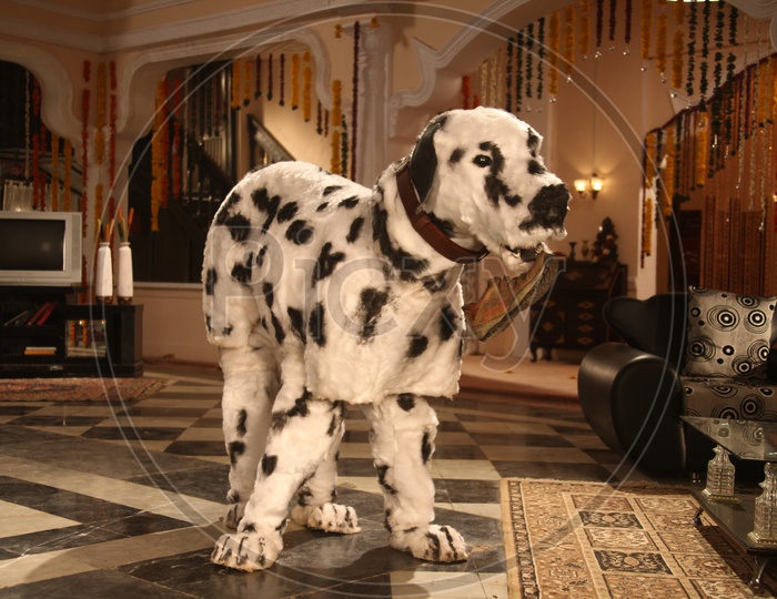 Image of Men dressed up like a Dalmatian dog-WS327712-Picxy
