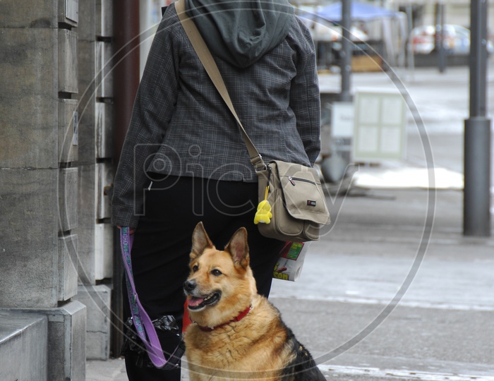 Image of An Alsheshan pet dog with its owner-IT292385-Picxy