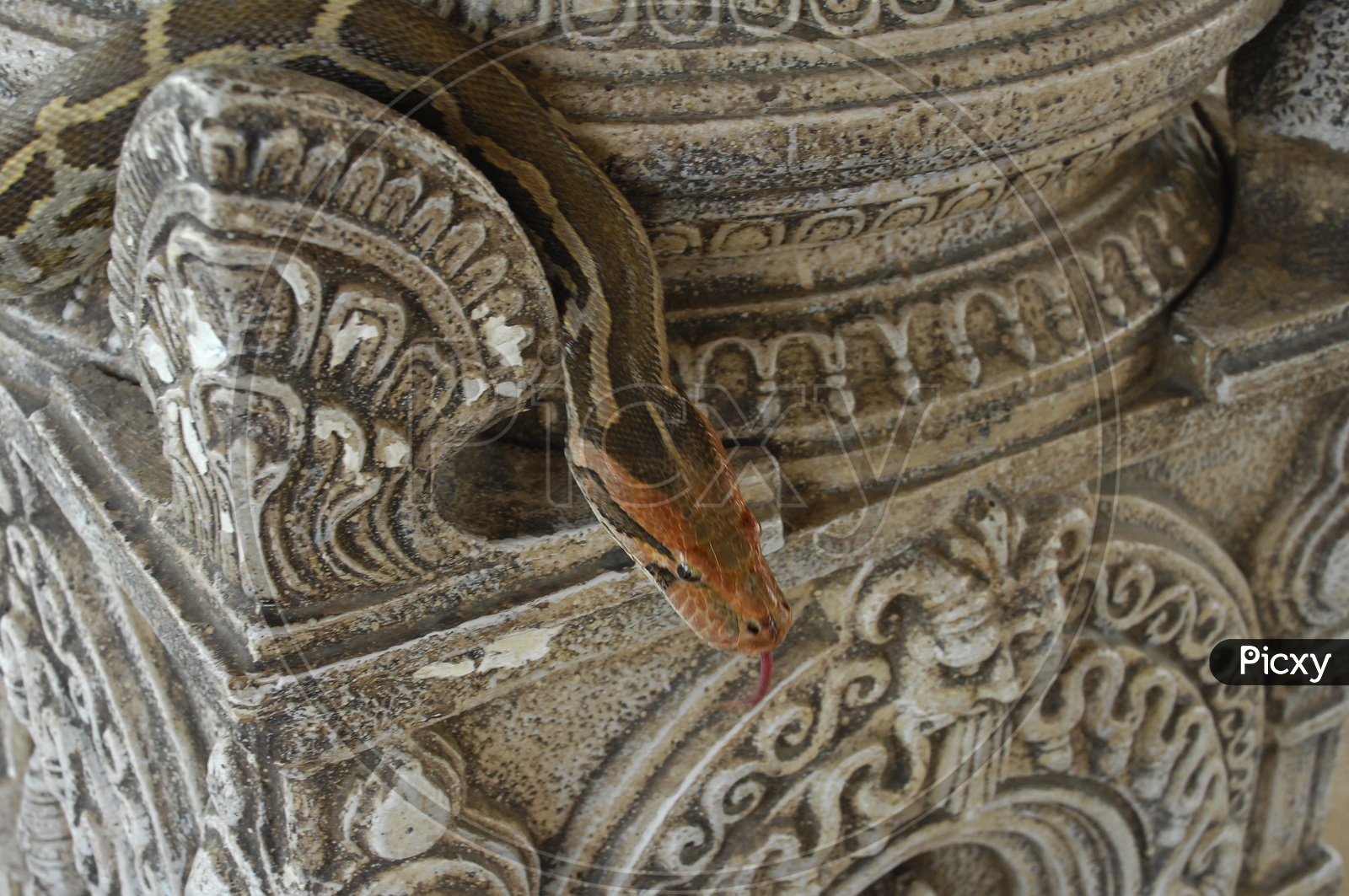Image of A snake coming out of a pillar hissing-EA100064-Picxy