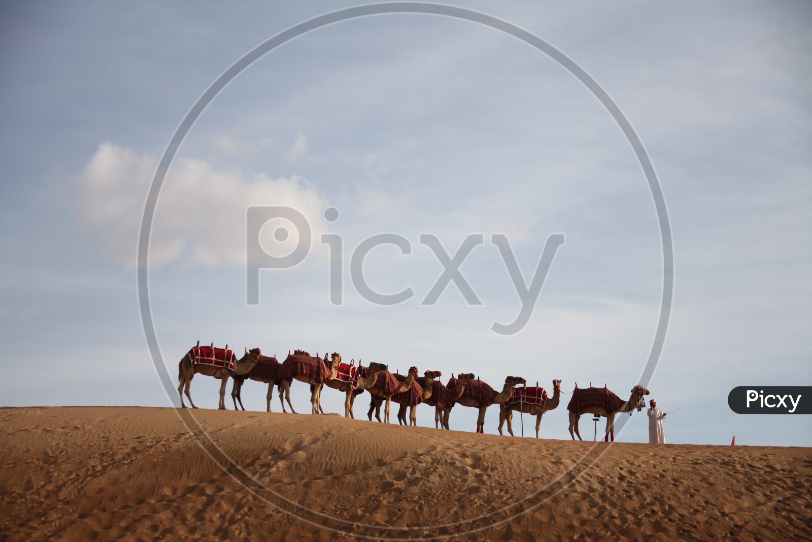 Image of group of idle camels with a person in a desert-IB966283-Picxy