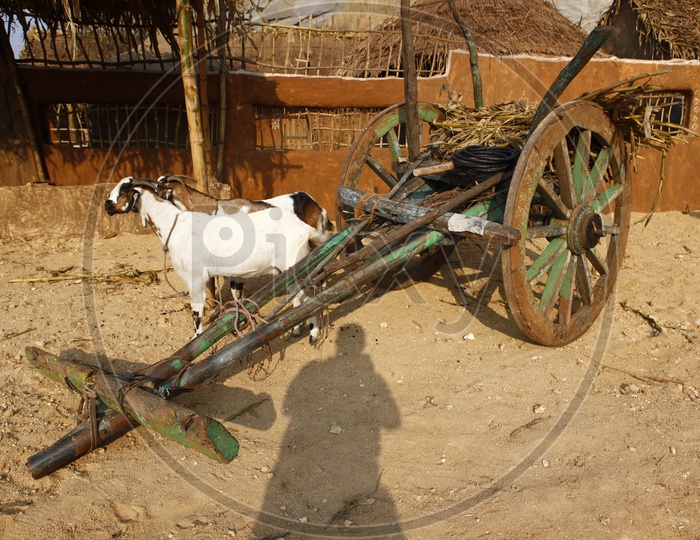 Image of Two goats tied to a rope-HU497644-Picxy