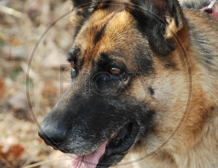 Image of Nature-TS913625-Picxy