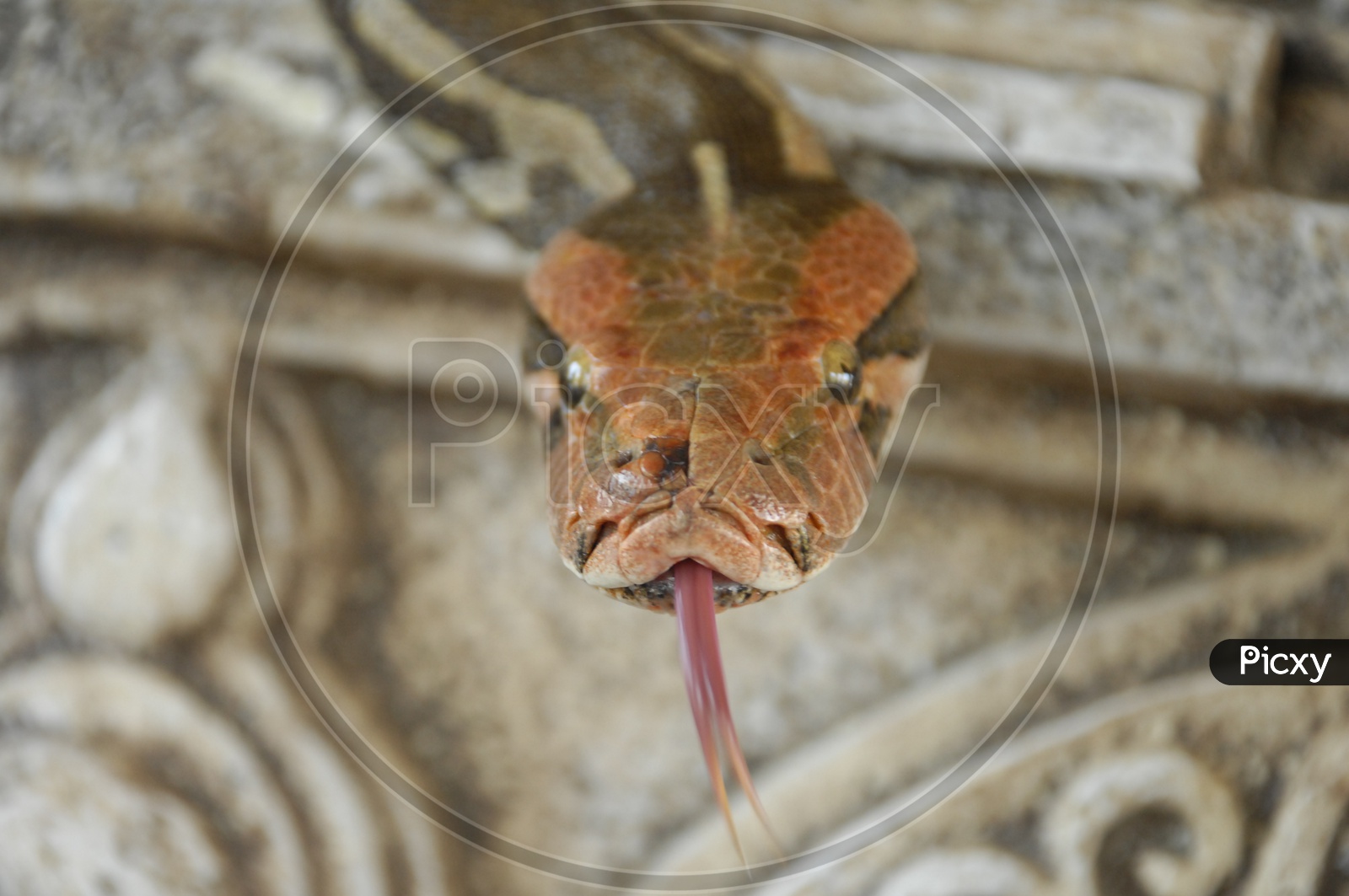 Image of Python hissing-PR756868-Picxy