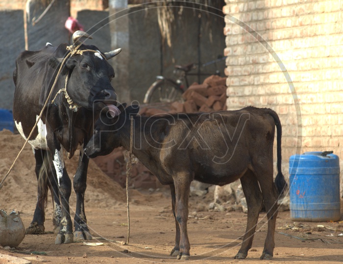 Image of a cow tied to a stone and calf beside it-CZ194060-Picxy
