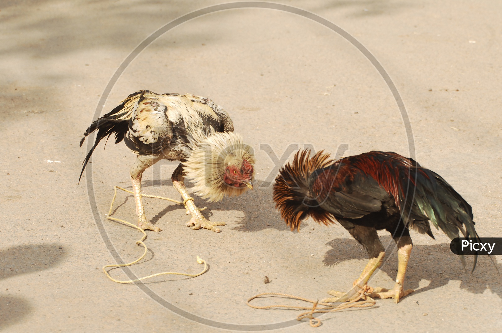 Image of Cock Fight in Indian rural Village Streets-OI098144-Picxy