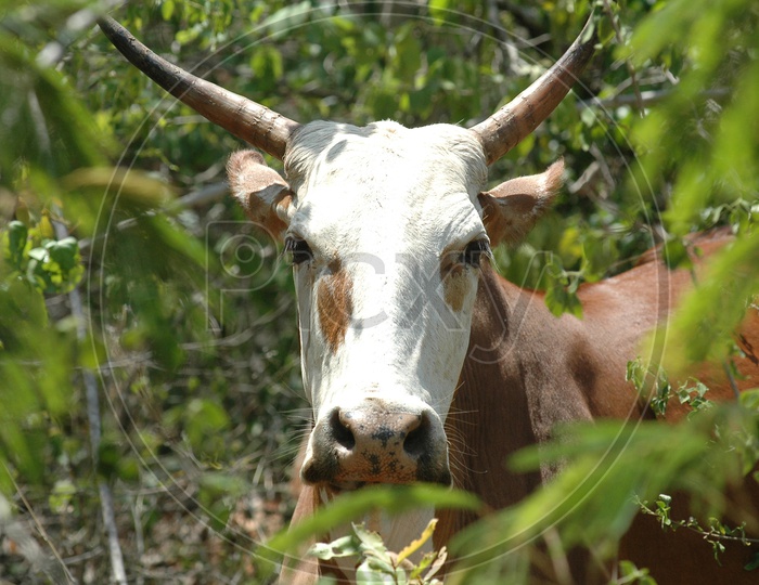 Image of Close shot of a wild brown and white colored ox-TE323906-Picxy