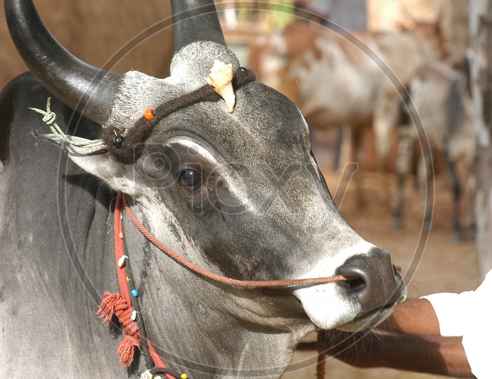 Image of Closeup Shot of a Wild Black Ox-ZW442381-Picxy