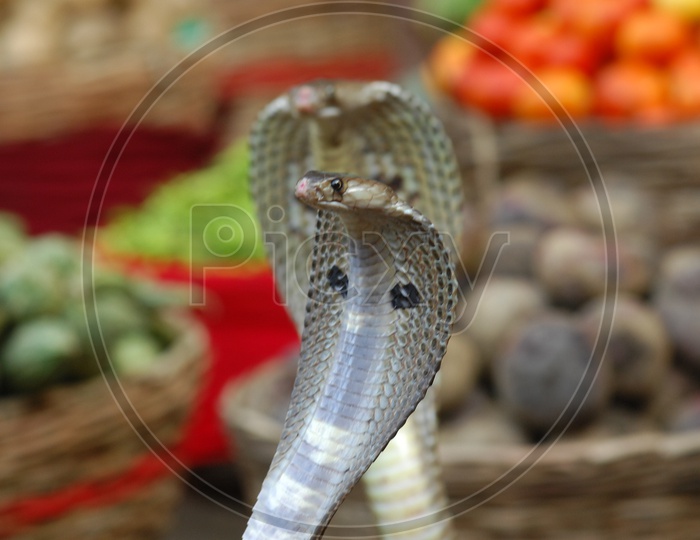 Image of Two Indian Cobras-QW445126-Picxy