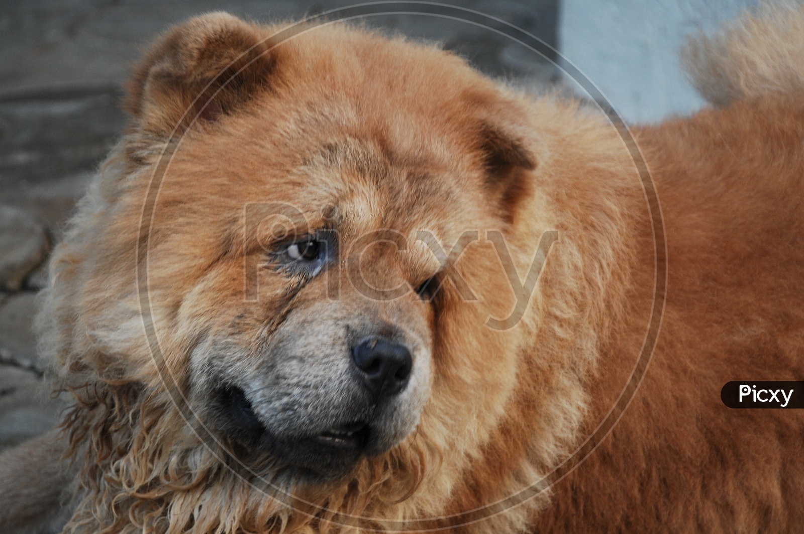 Image of A Chow Chow dog's face-CG656794-Picxy