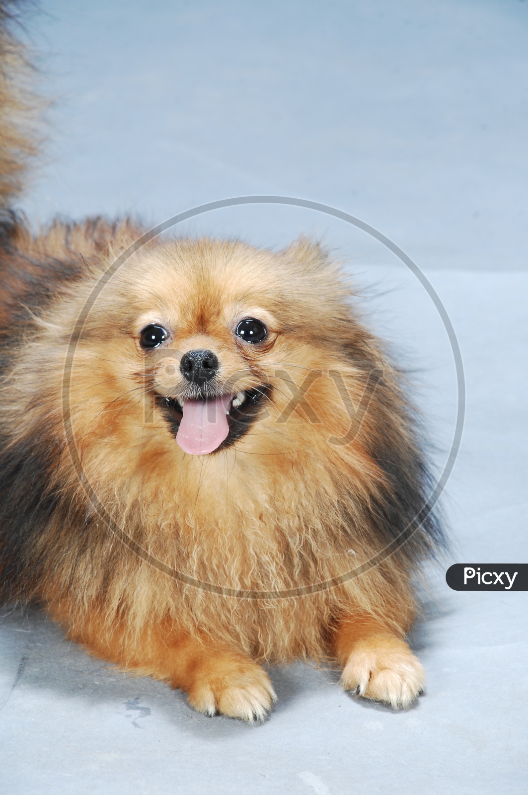 Image of A German Spitz Mittel dog sitting on the floor-CZ565638-Picxy