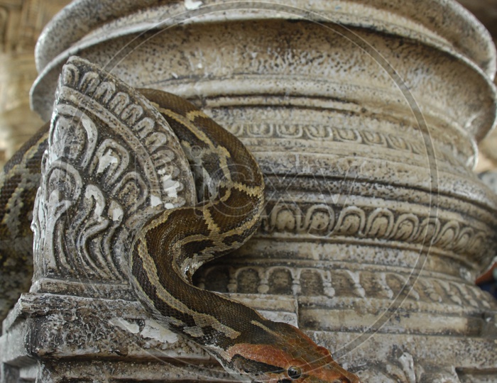 Image of A Python crawling down the pillar-GK790305-Picxy