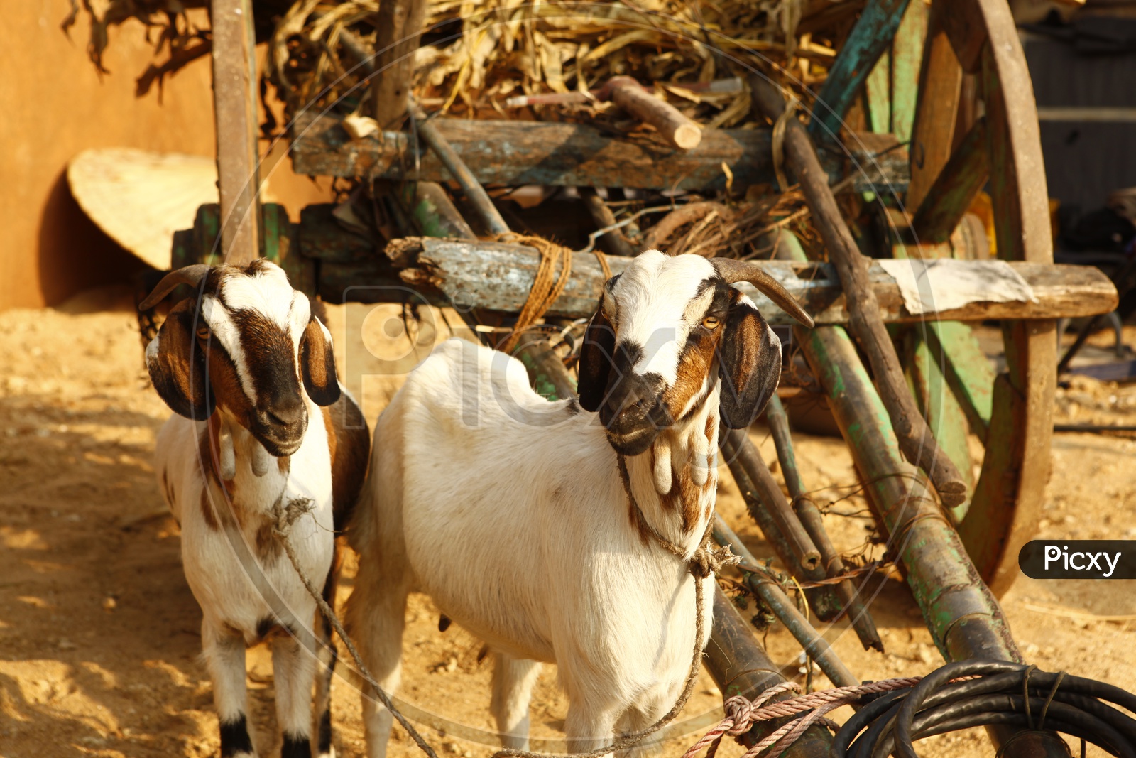 Image of Two goats tied to a rope-QL970562-Picxy