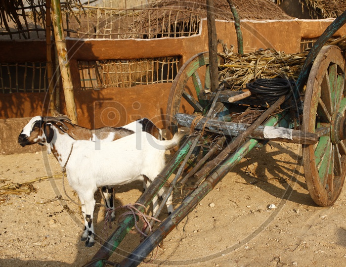 Can Goats Pull Carts
