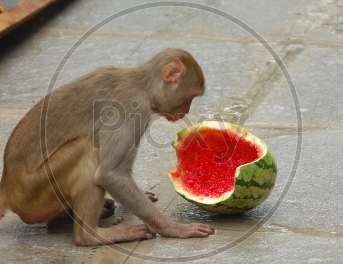 Image of Indian Monkey Eating Watermelon-WP442609-Picxy