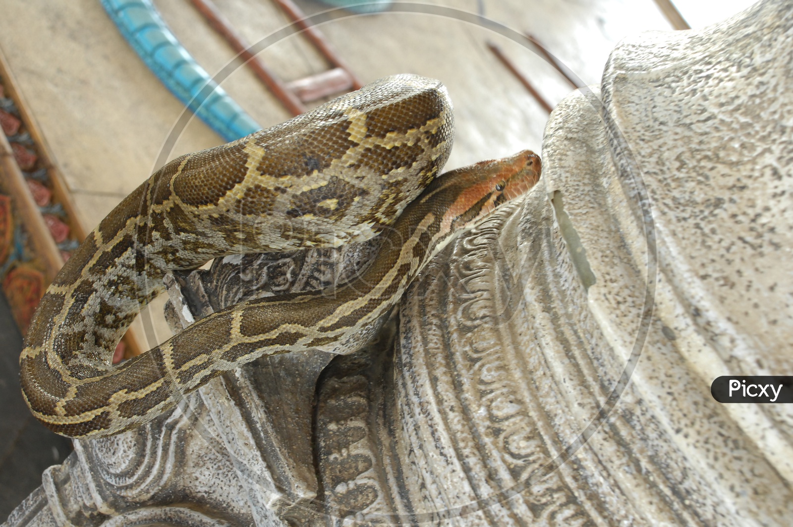 Image of A Snake crawling through the pillar-ZJ817339-Picxy