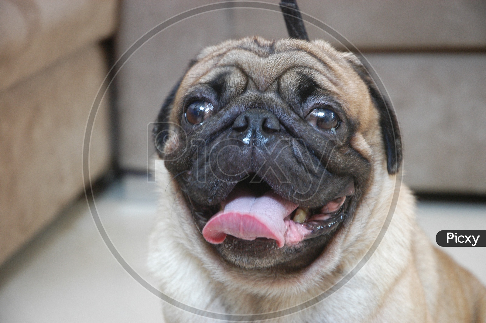 Image of A Pug dog's face-SD152593-Picxy