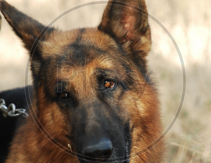 Image of An Alsheshan dog's head-LK831761-Picxy