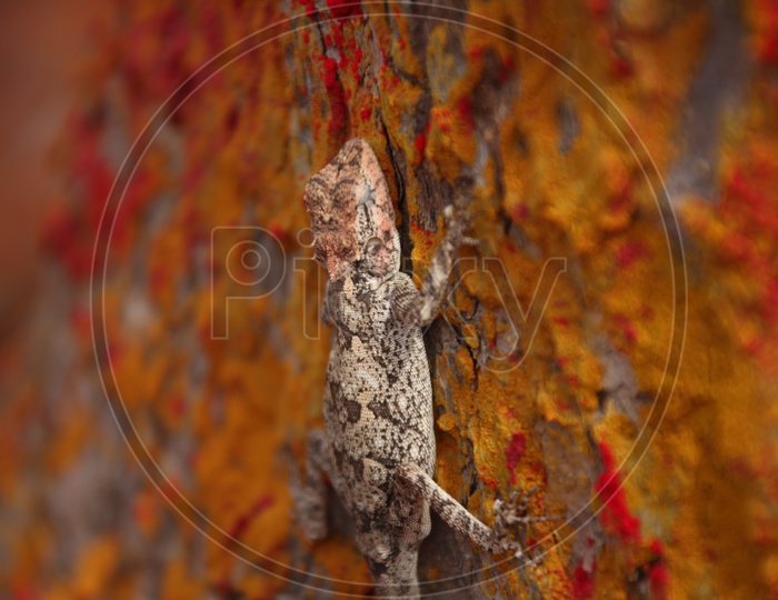 Image of Common House Gecko or Gecko Climbing a tree-IE239398-Picxy