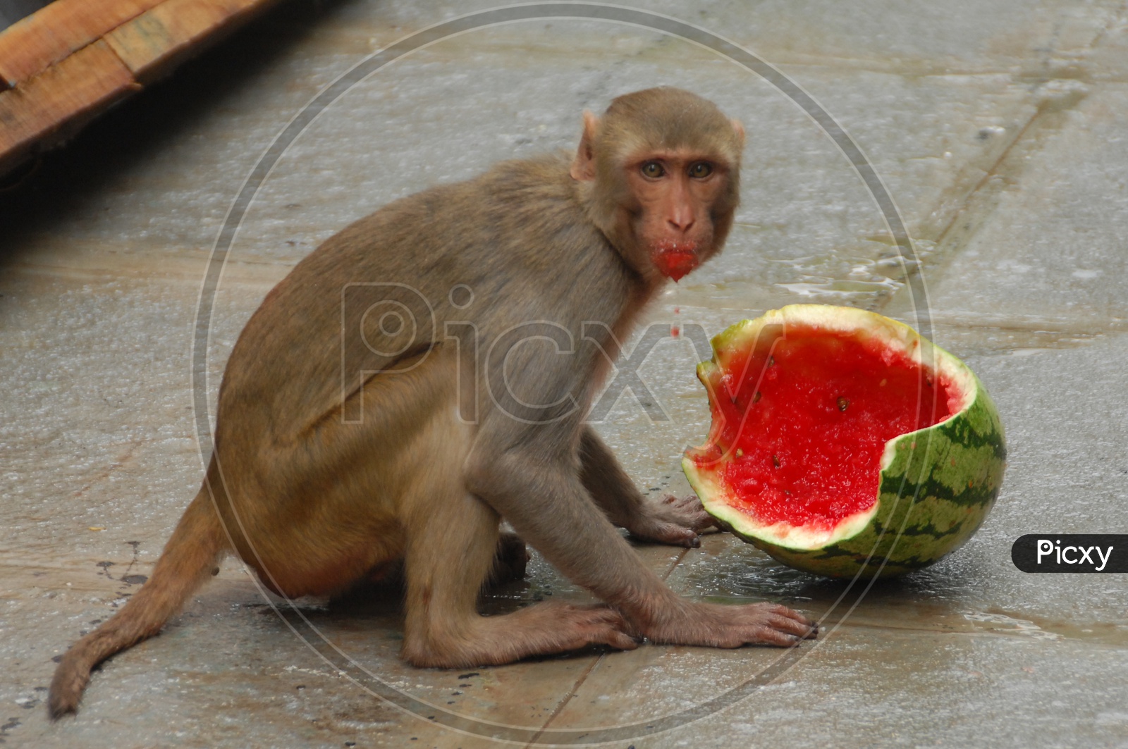 Image of Indian Monkey Eating Watermelon-XU475032-Picxy