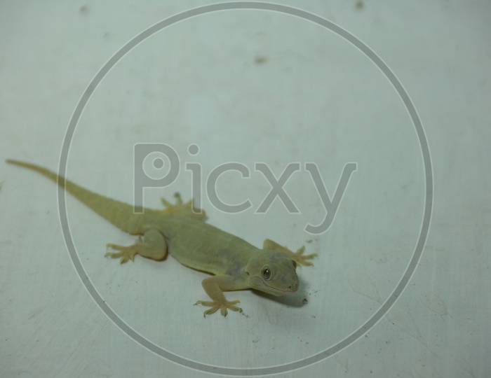 Image of Common House Lizard On Walls-QO585364-Picxy