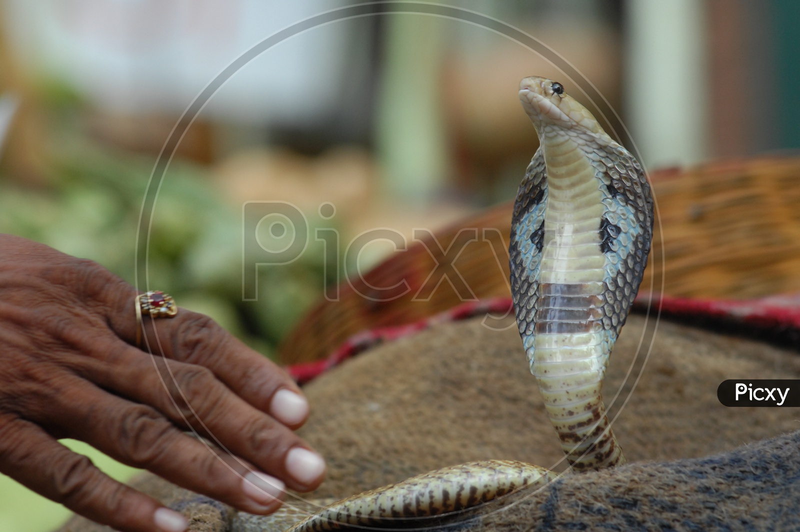 Image of Man trying to catch the Indian Cobra-WX559814-Picxy