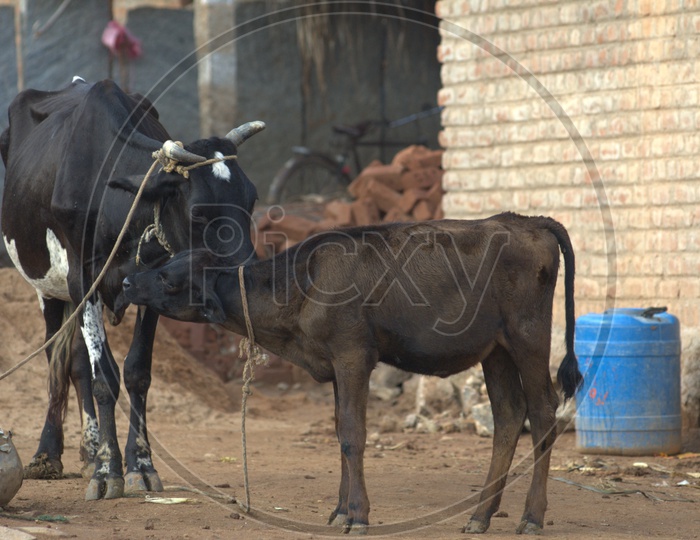 Image of a cow tied to a stone and calf beside it-CZ194060-Picxy