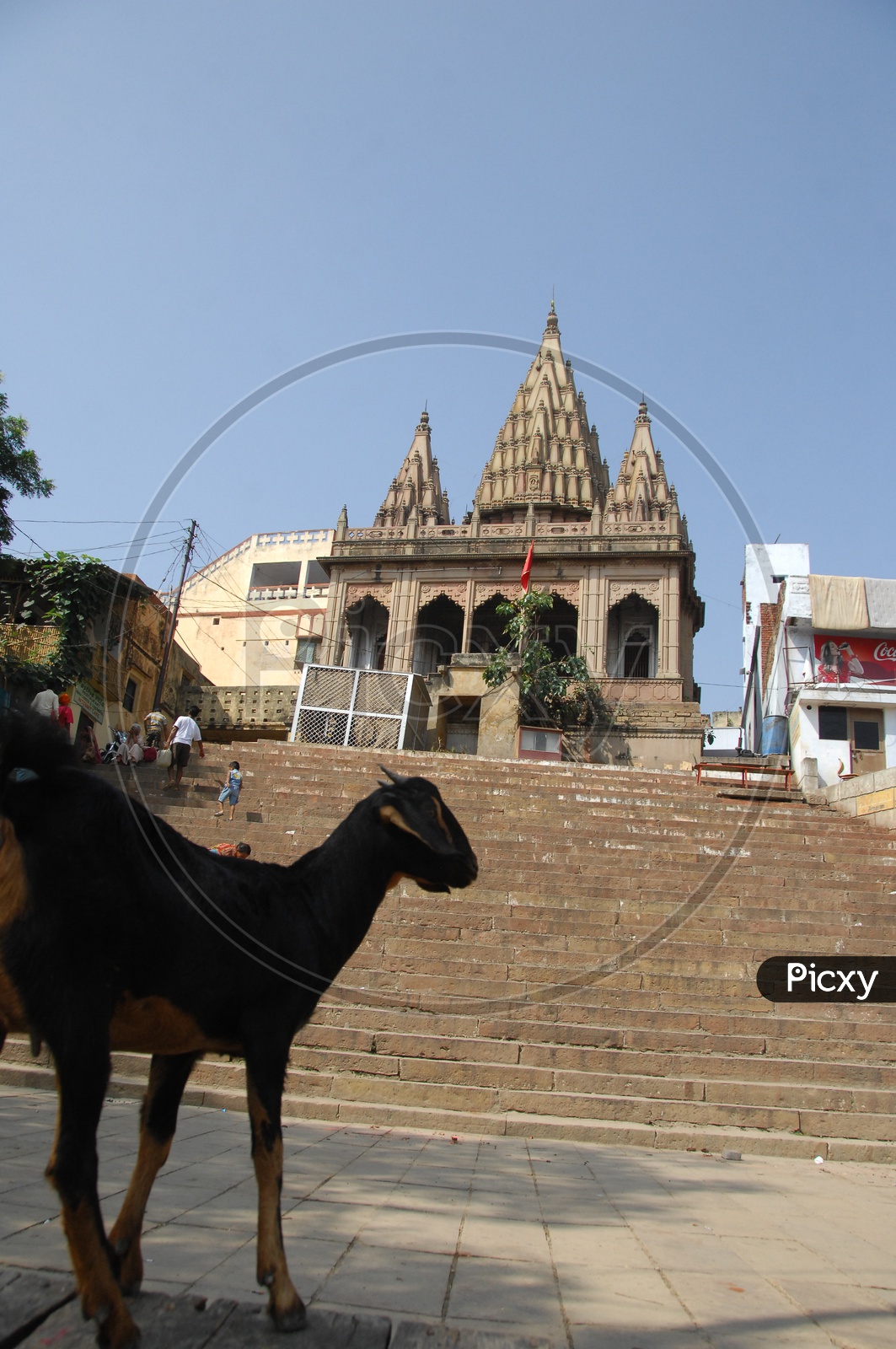 Image of A Goat alongside the temple-GH749721-Picxy