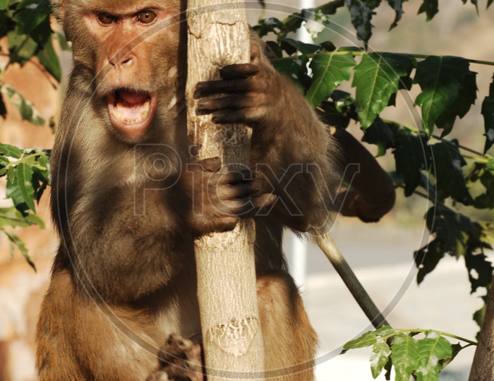 Image of Indian Young monkey Or Macaque Roaring Angrily-KB585664-Picxy