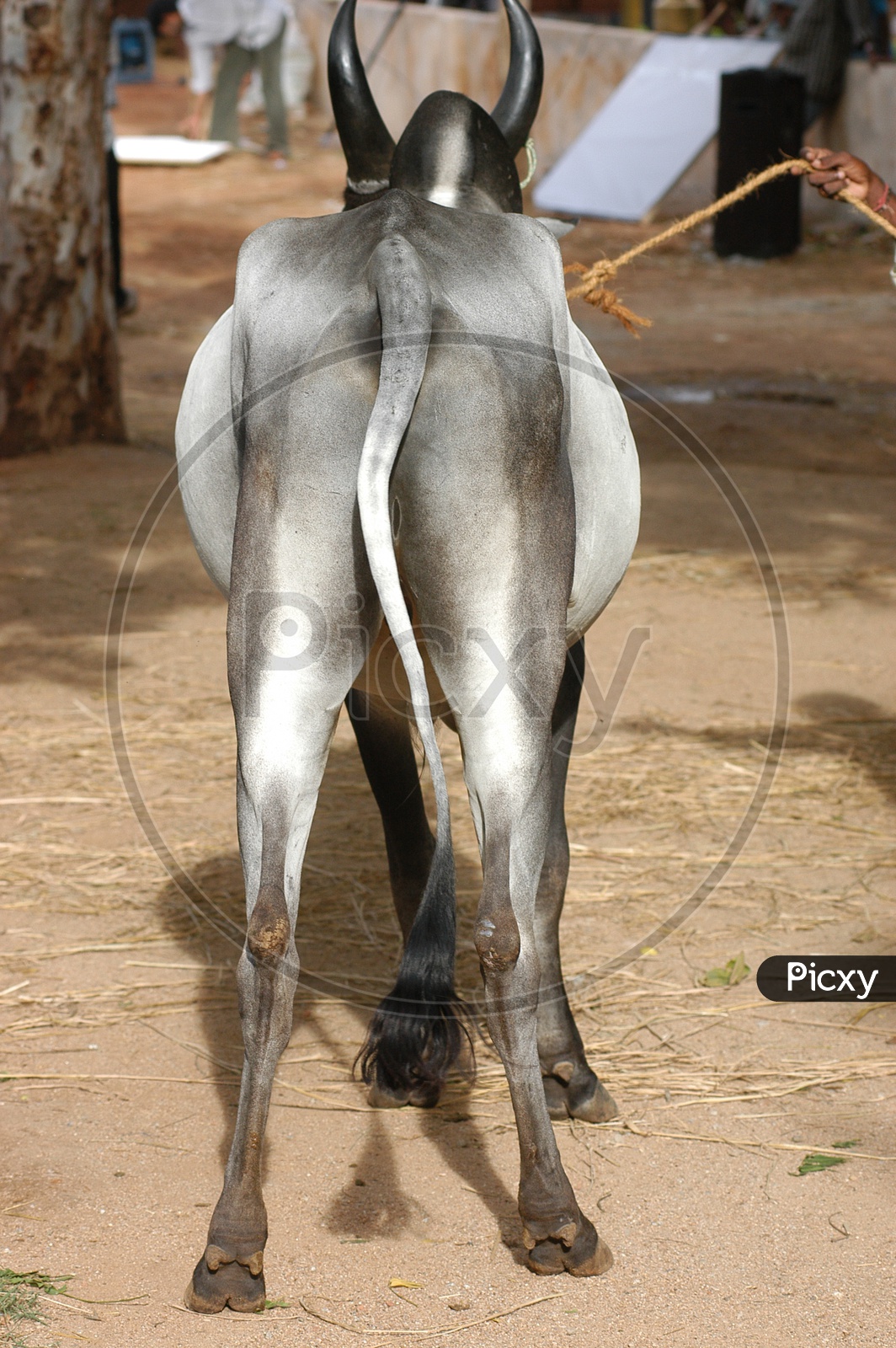 Image of Tail of a wild black and white colored ox-QY582452-Picxy