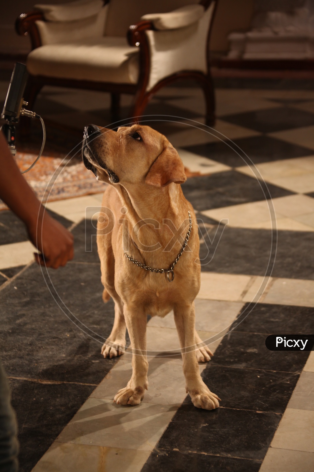 Image of A Labrador dog looking upwards-AL232547-Picxy