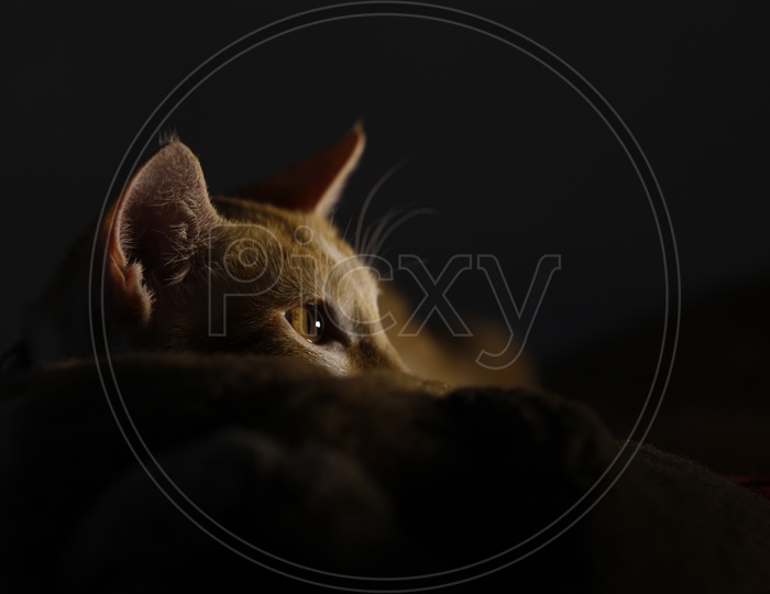 Image of A cat in the dark and a light falling on the face of it ...