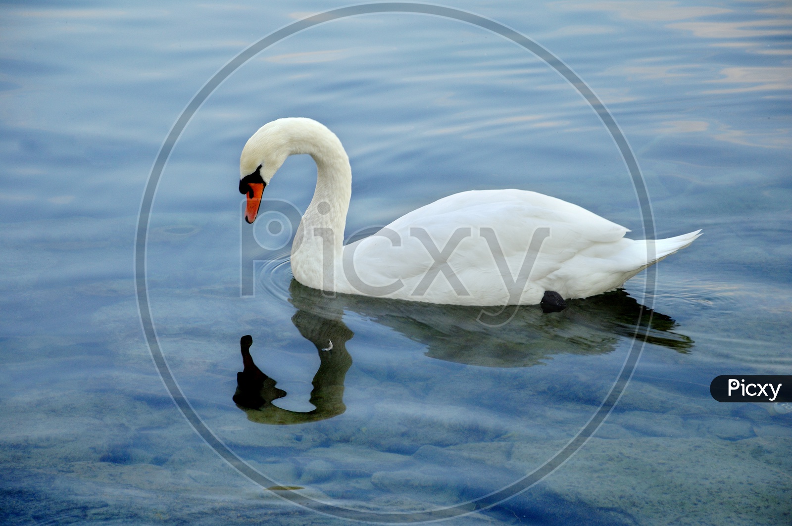 Image of swan in water-GF185095-Picxy