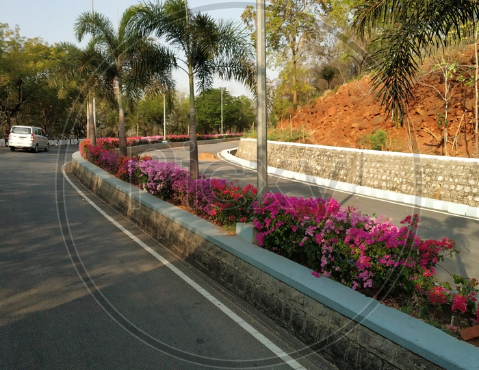 Image of Bougainvillea flowers amidst the dividers of the road-SN144169 ...