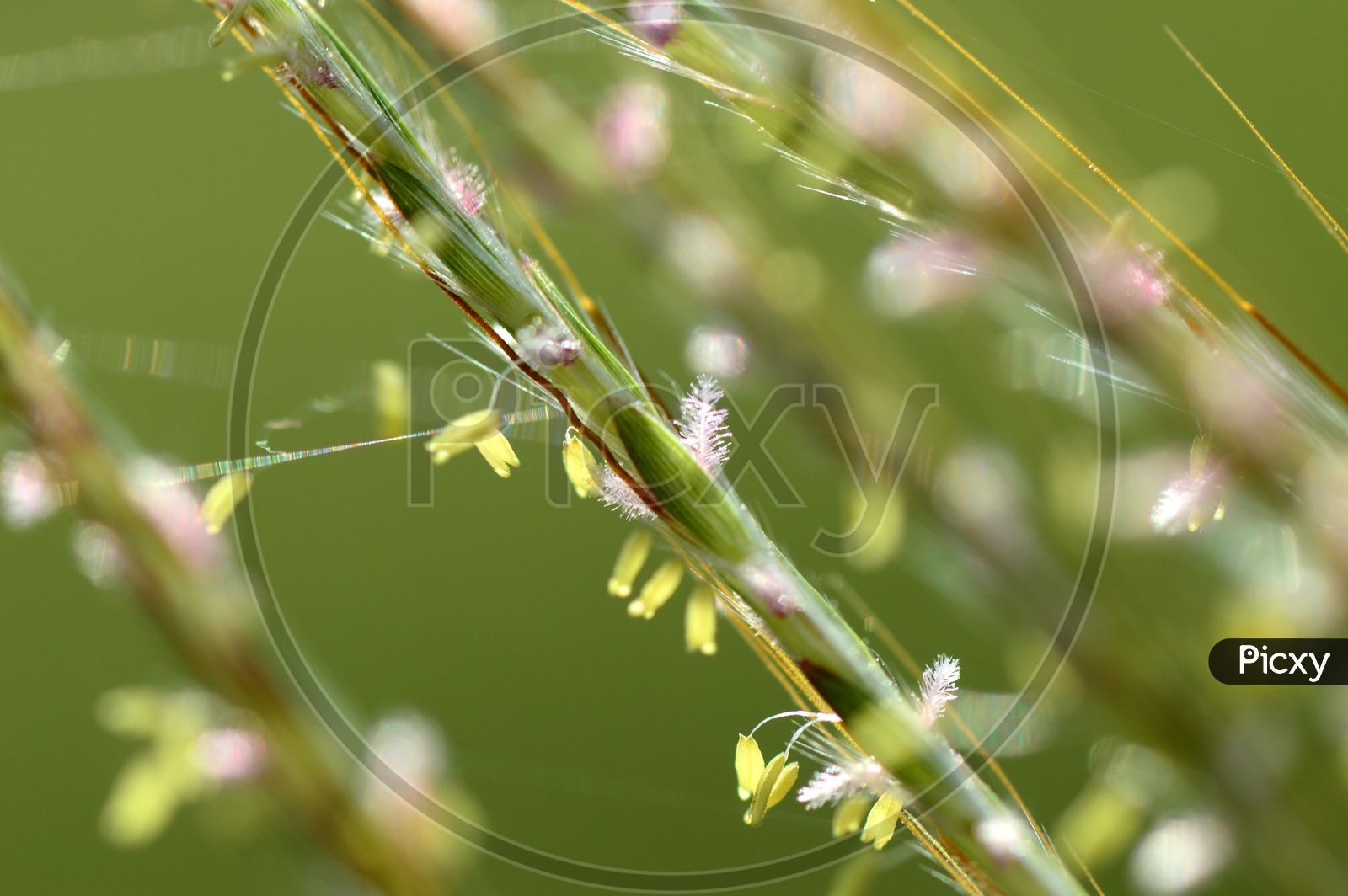 Image of Close up shot of plant stem with green background-RD894389-Picxy