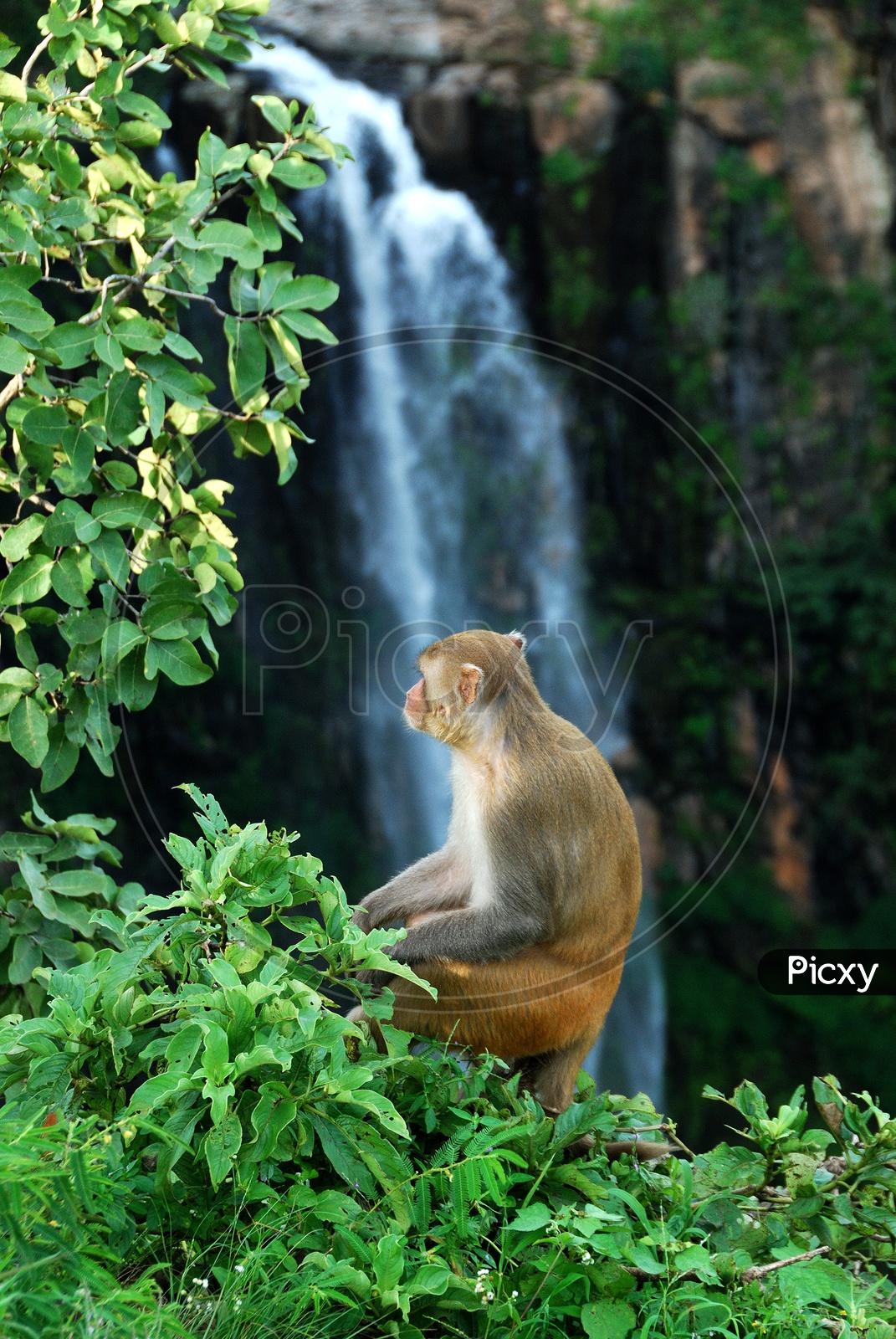Image of Rhesus macaque (Macaca mulatta) sitting on a tree in front of ...