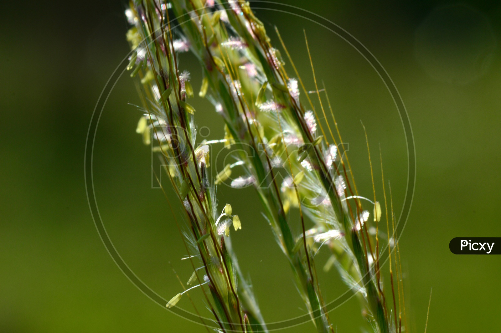Image of Close up shot of plant stem with green background-ML724024-Picxy