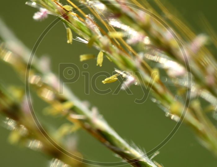 Image of Close up shot of plant stem with green background-ZR481006-Picxy