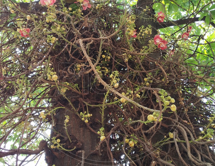 Image of Shiva Naga Linga Flowers / Shiva Linga Flowers / Canon Ball ...