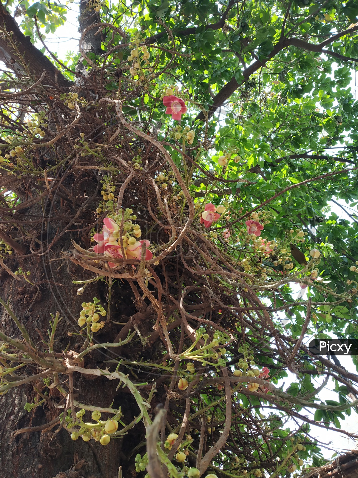 Image of Shiva Naga Linga Flowers / Shiva Linga Flowers / Canon Ball ...