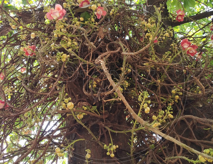 Image of Shiva Naga Linga Flowers / Shiva Linga Flowers / Canon Ball ...