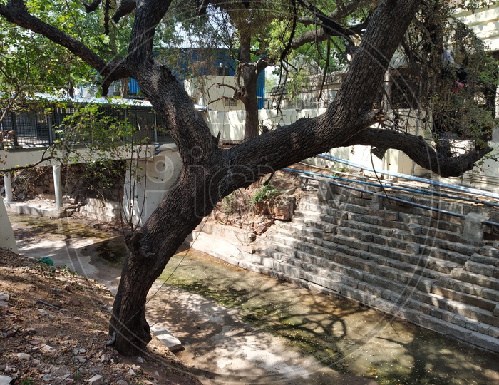 Image of Bael Tree Or Maredu Tree Stem-YO109677-Picxy